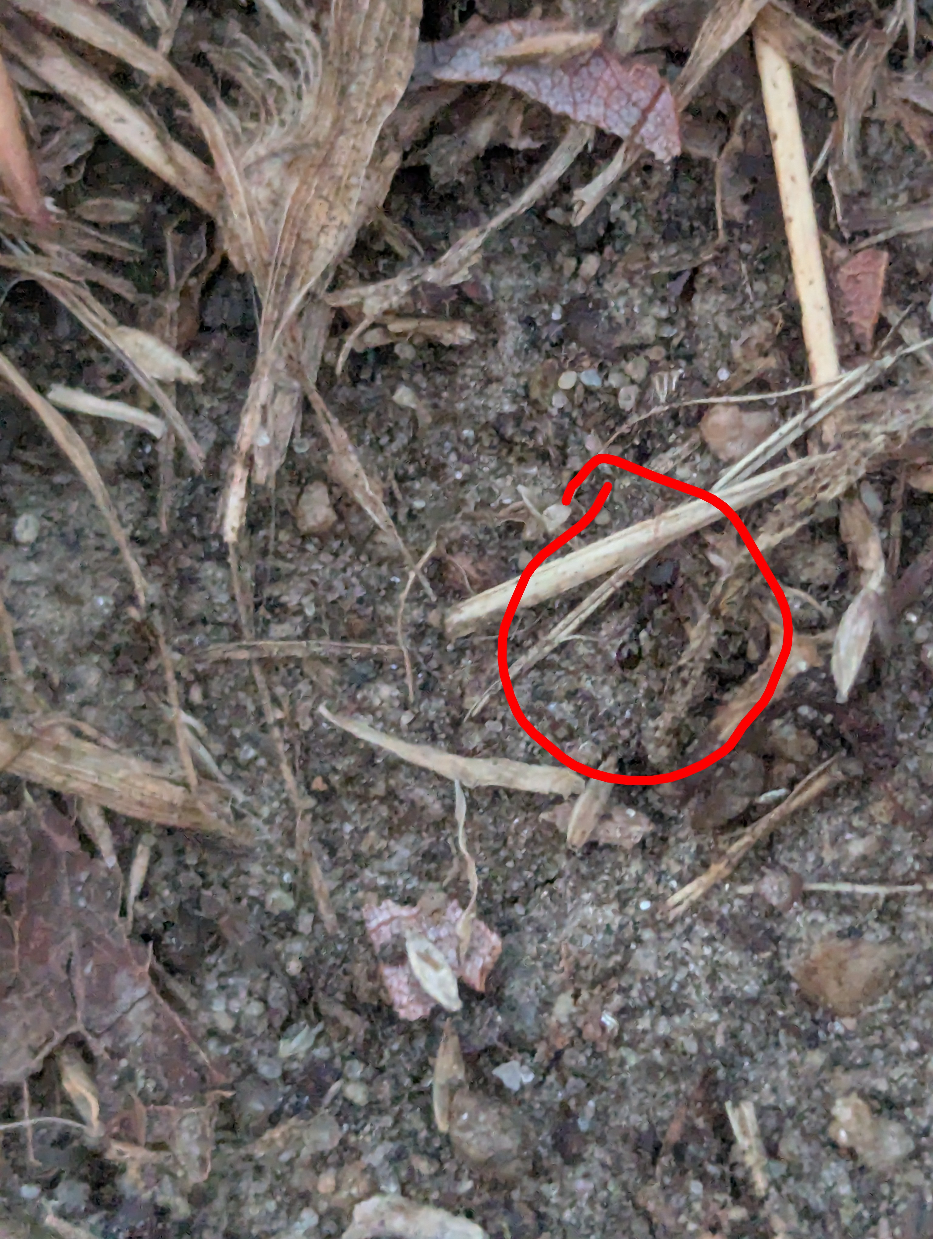 Why Are Ants Invading Your House in the Fall? (And How to Stop Them ...